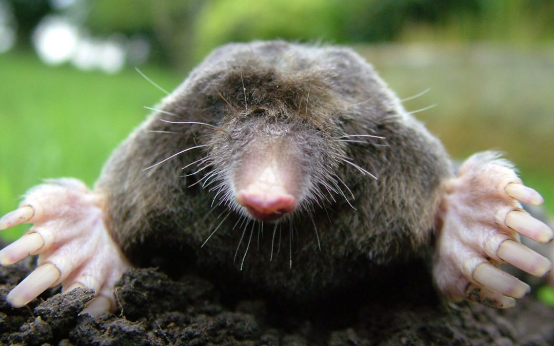 molshoop Archieven - Tuincursus Online