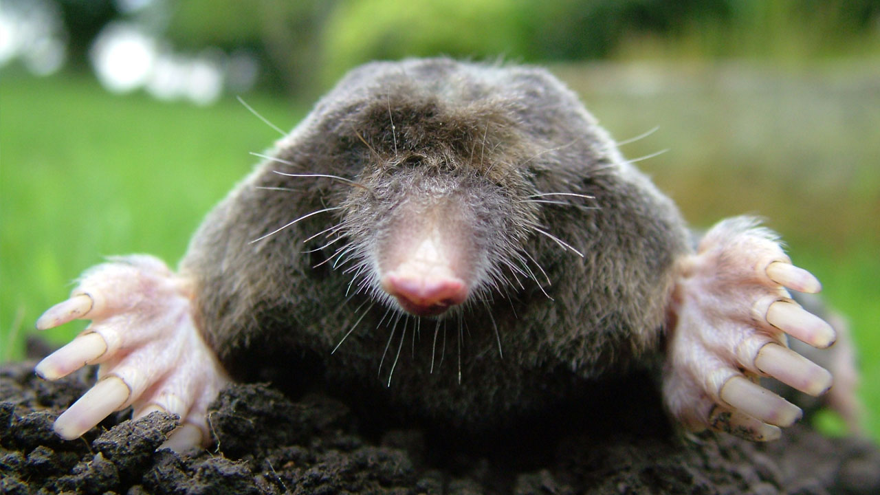 Effectief bestrijden van mollen. - Tuincursus Online