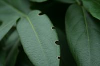 taxuskever gaat flink tekeer in nederlandse tuinen