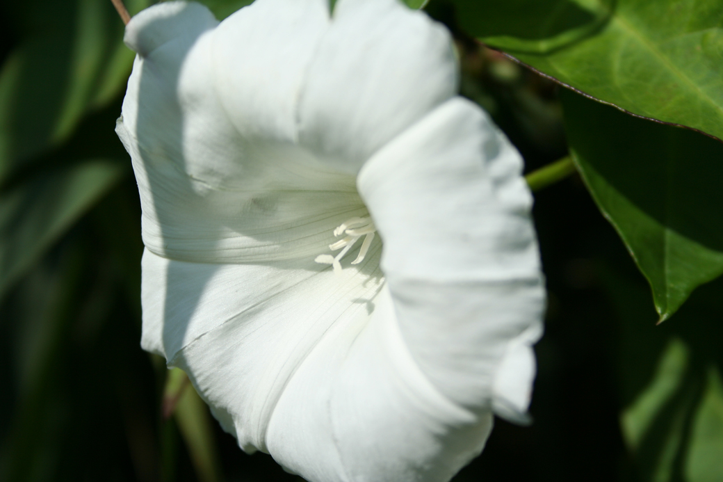 haagwinde overgroeit mijn tuin