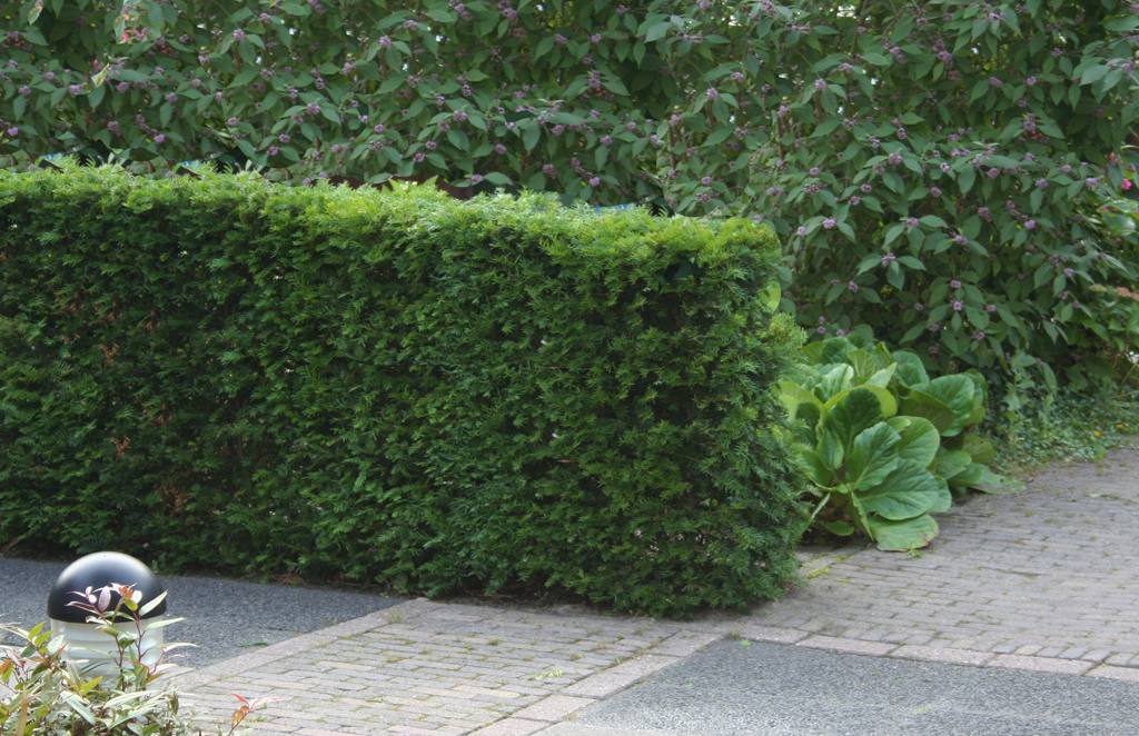 Taxushaag groeit slecht - Tuincursus Online