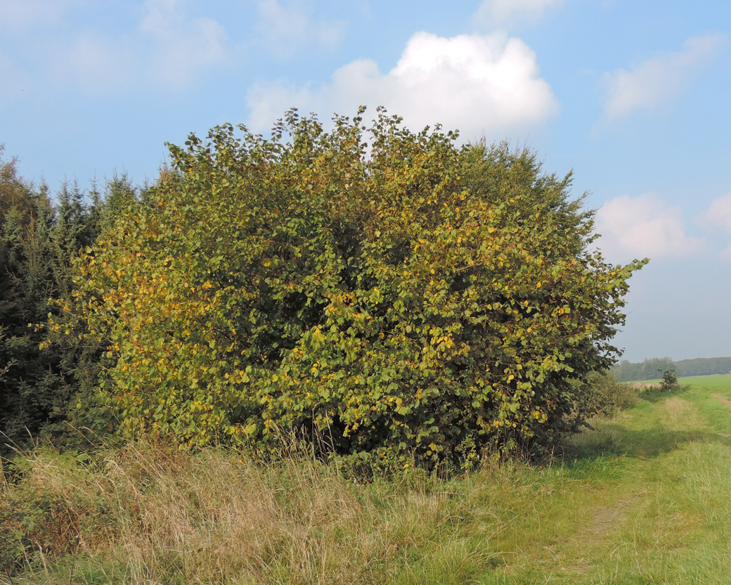 hazelaar-struik-in het voedselbos - Tuincursus Online